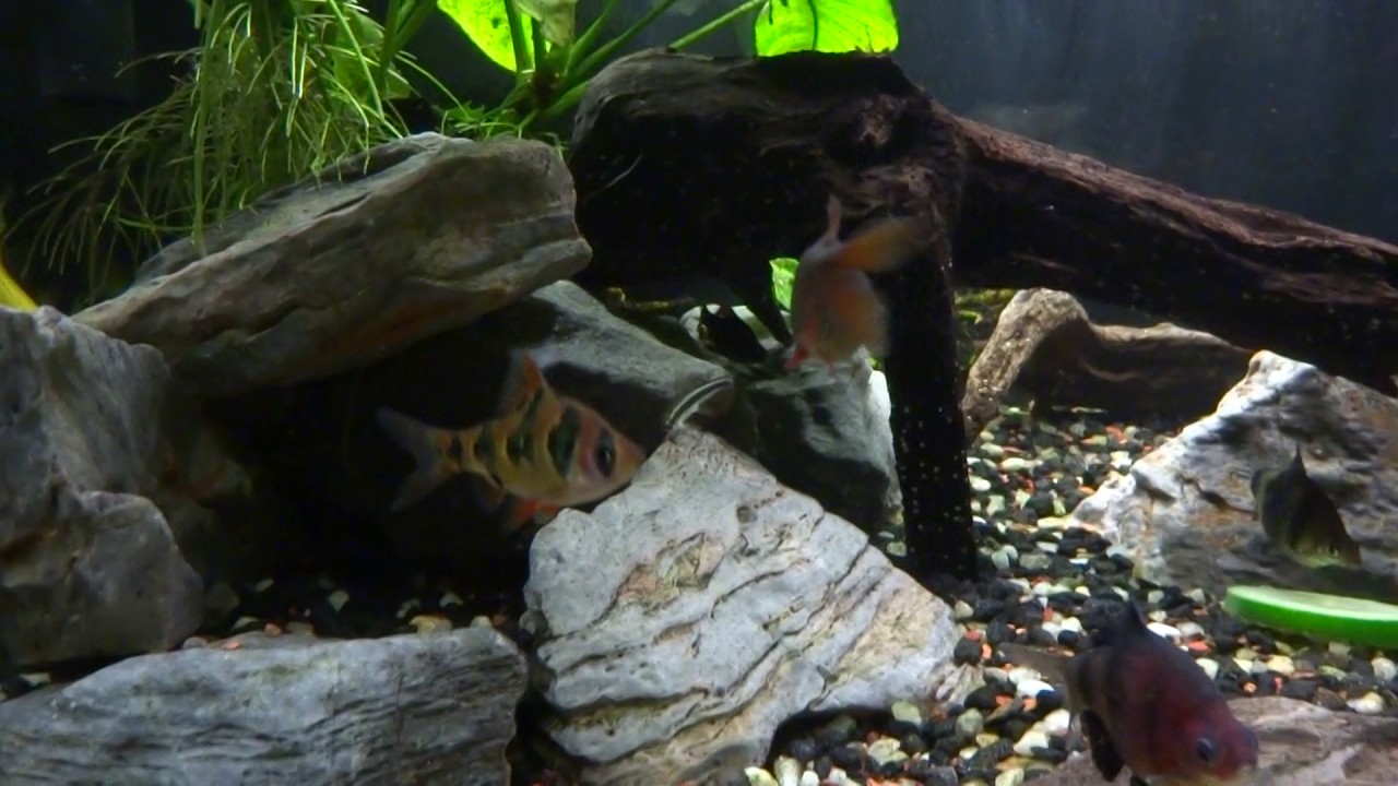 barb community 3 - YouTube