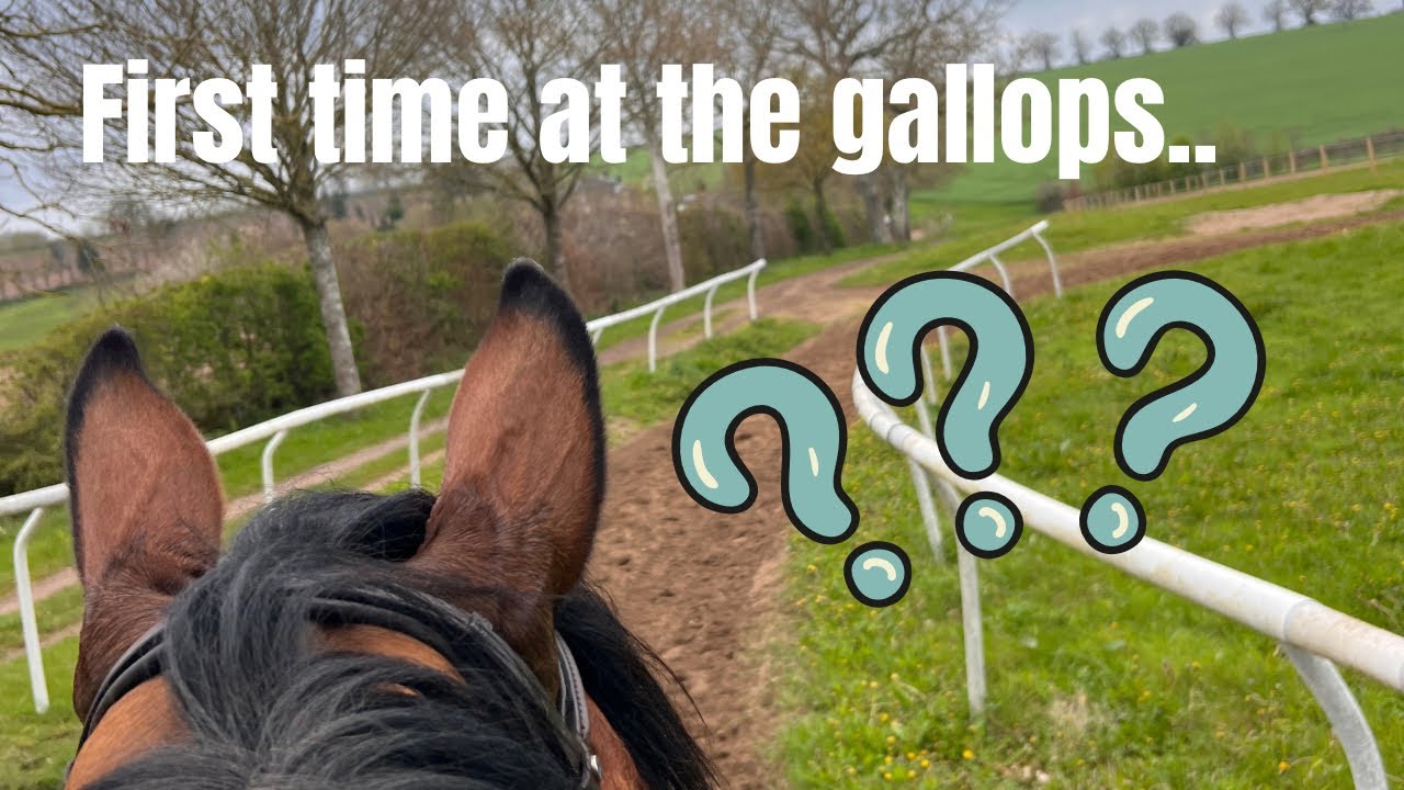 TAKING MY STALLION TO THE GALLOPS FOR THE FIRST TIME! - YouTube