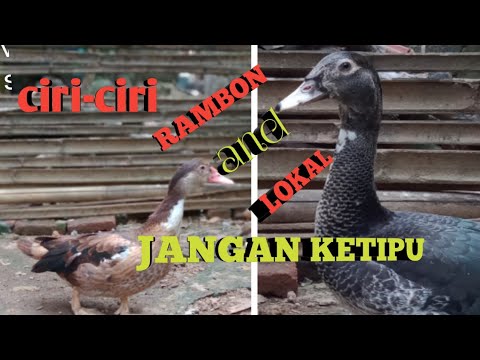 ciri ciri entok rambon dan entok lokal - YouTube