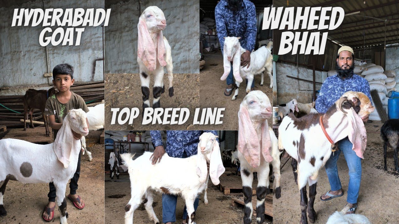 The Oldest Hyderabadi Goats Top Breed Line | AK goat farm Waheed Bhai ...