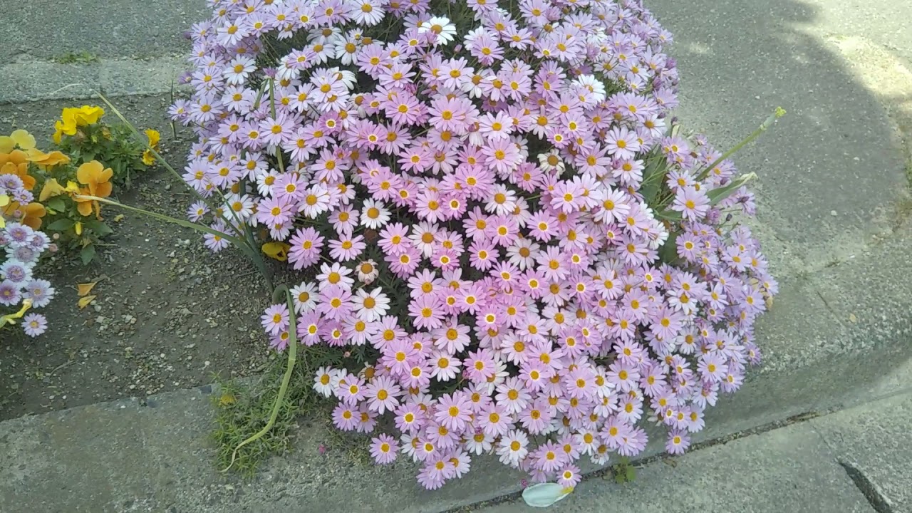 vedio 19 na tayo guys sa ating pamamasyal at pagtingin sa mga halamang ...