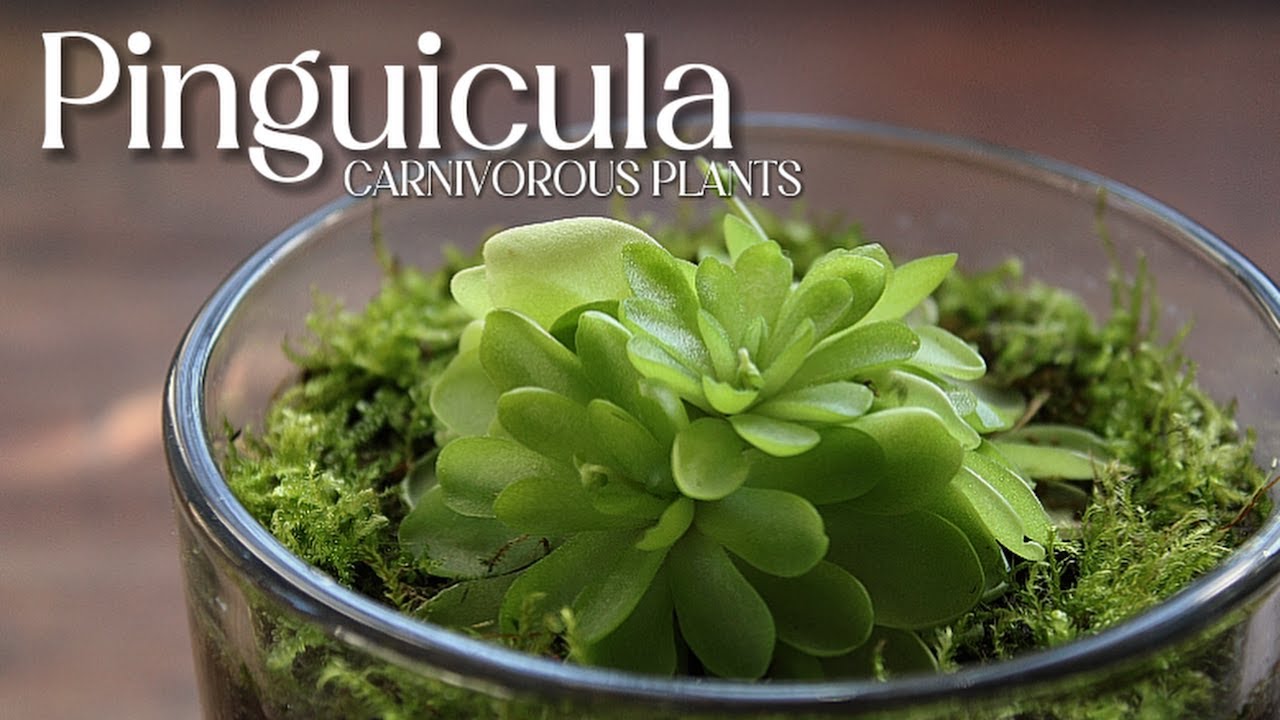 How to propagate and repot Pings (Pinguicula/Butterworts) | Carnivorous ...
