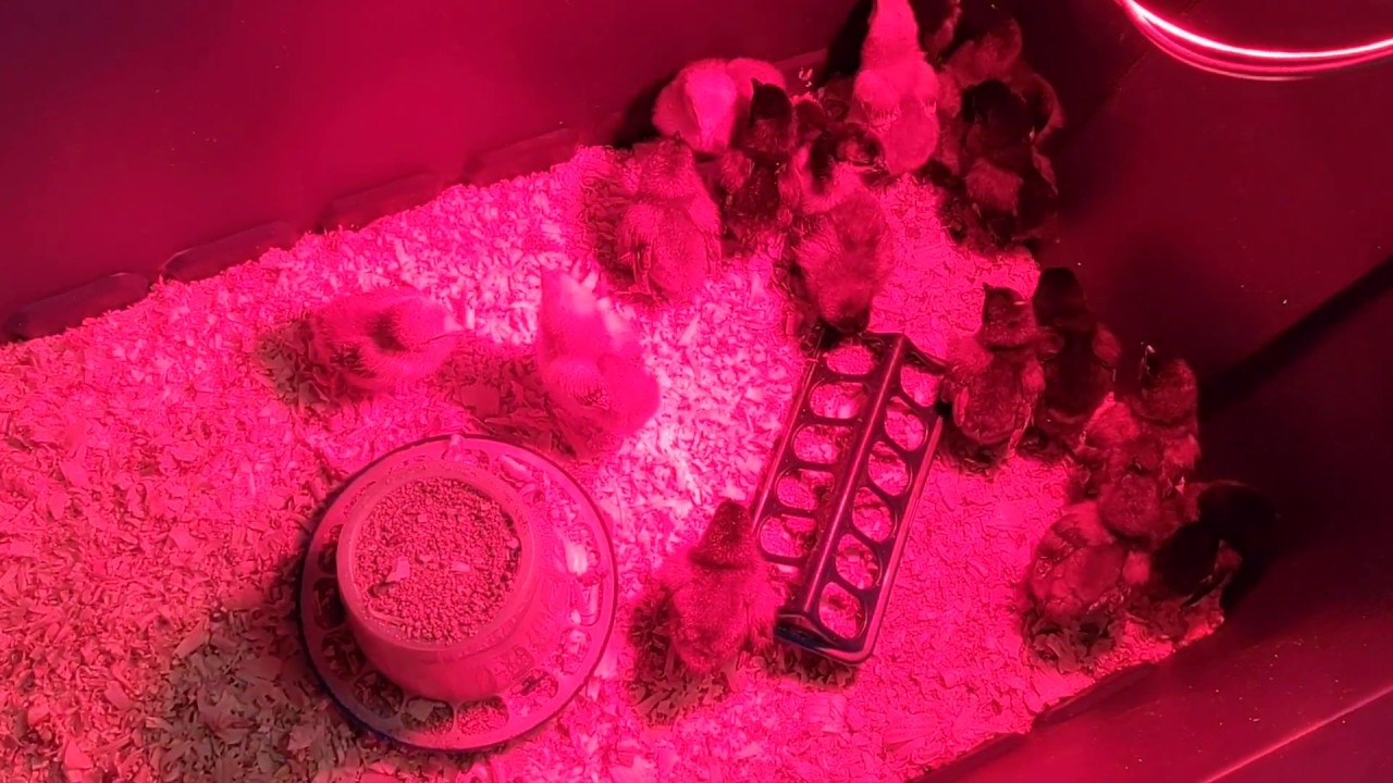 Diy waterer for ducklings for less of a mess duck raisimg - YouTube