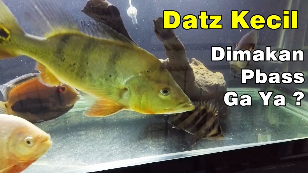 Masukin Datz Borneo ke Commtank Ikan Predator Arwana, Pbass, Oscar ...