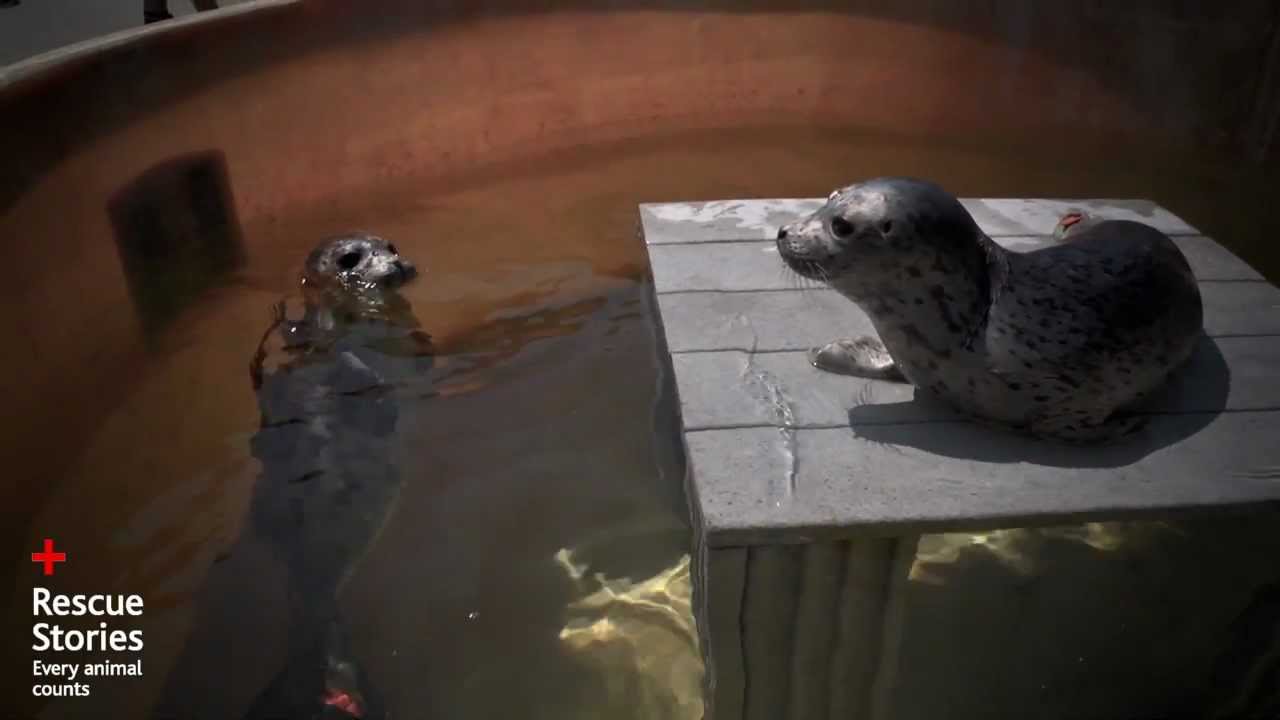 Rescue Stories - Every animal counts - YouTube