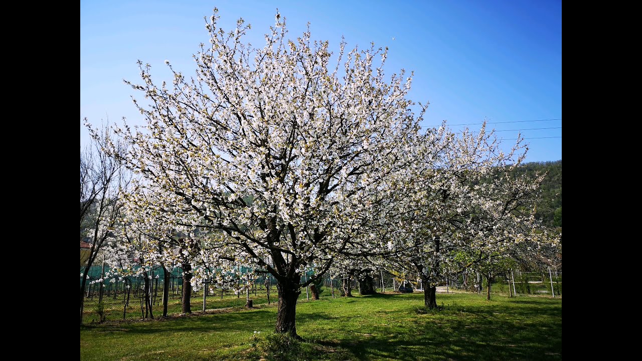 Spring in the countryside - YouTube