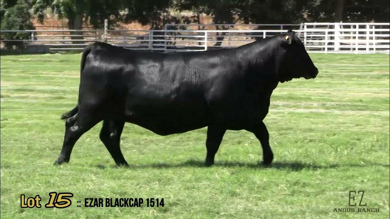 Lot 15 EZAR Blackcap 1514 - YouTube