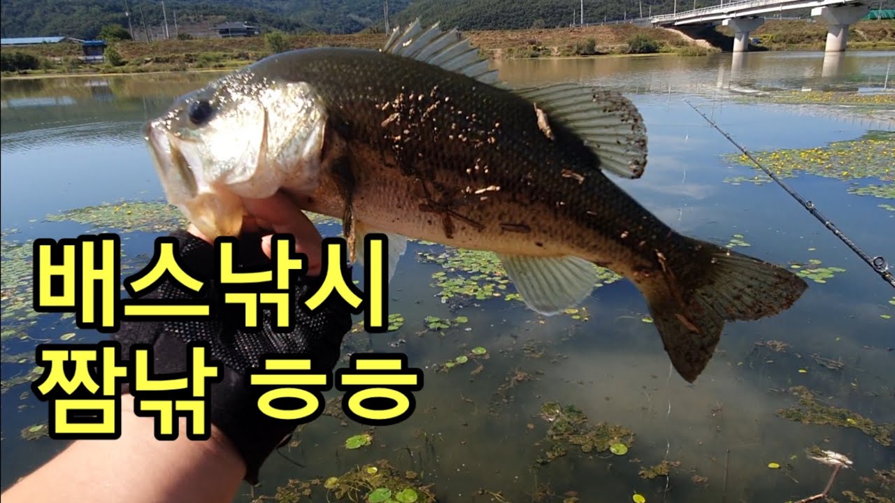 배스낚시 일상~ 군위에서 2시간짬낚 Korean bass fishing - YouTube