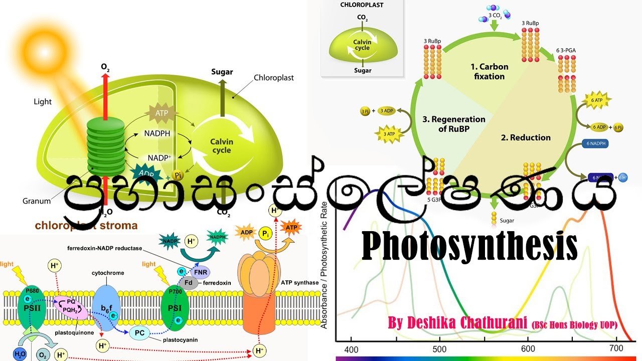 ප්‍රභාසංශ්ලේෂණය | Photosynthesis | AL biology lessons in sinhala - 2021 ...