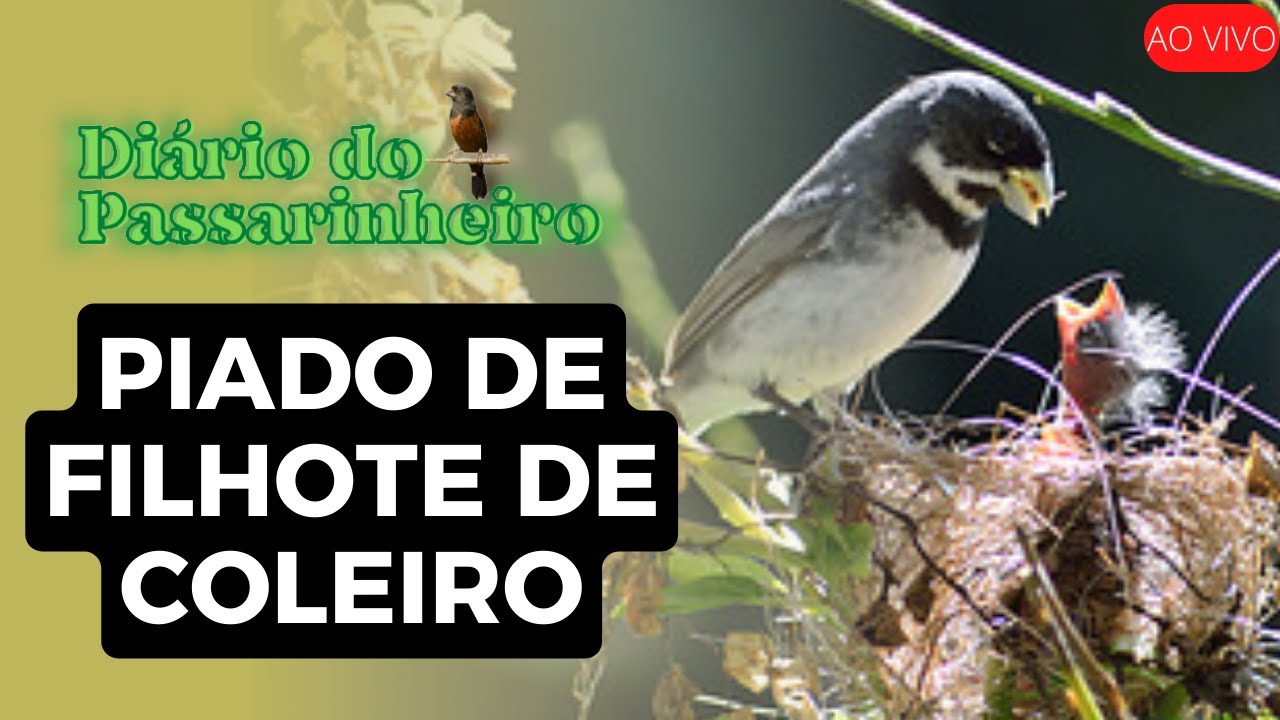 🔴ESQUENTE SEU COLEIRO - Piado de Filhote - YouTube