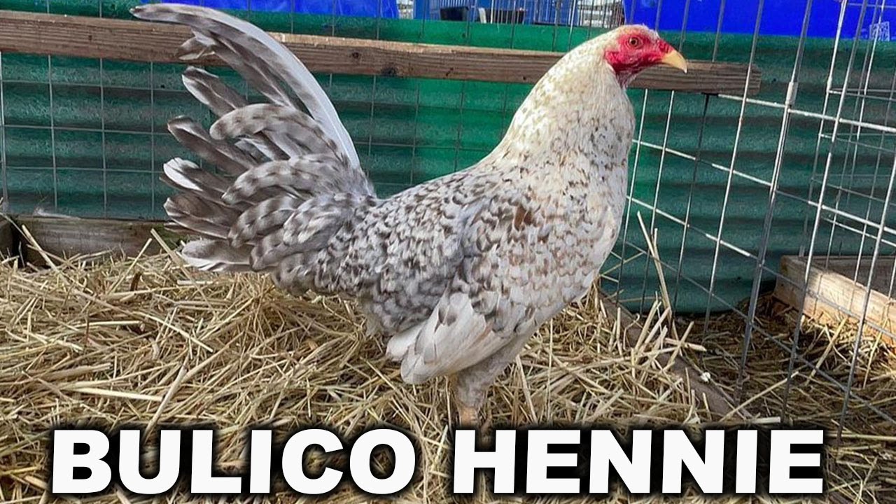 Beautiful Bulico Hennie SHOW BIRDS Spring Grove Farm California - YouTube