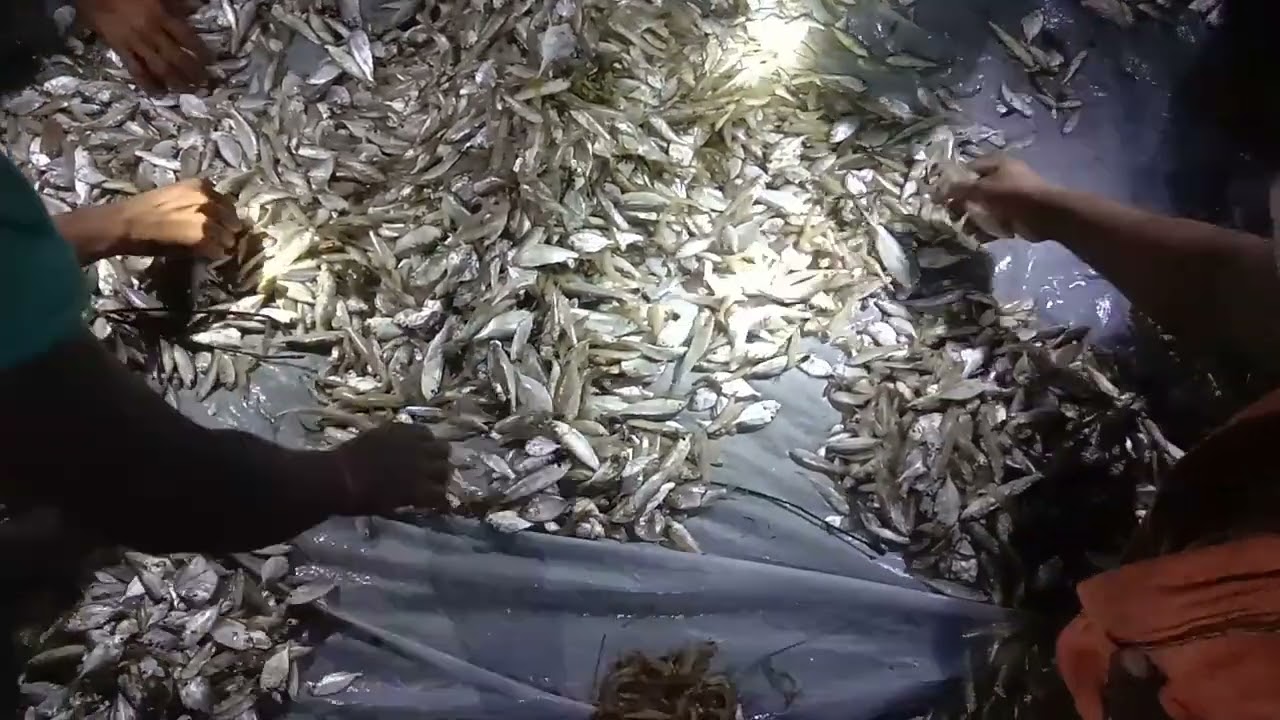 fish |fish | paradeep |#ranjibavlogs# - YouTube