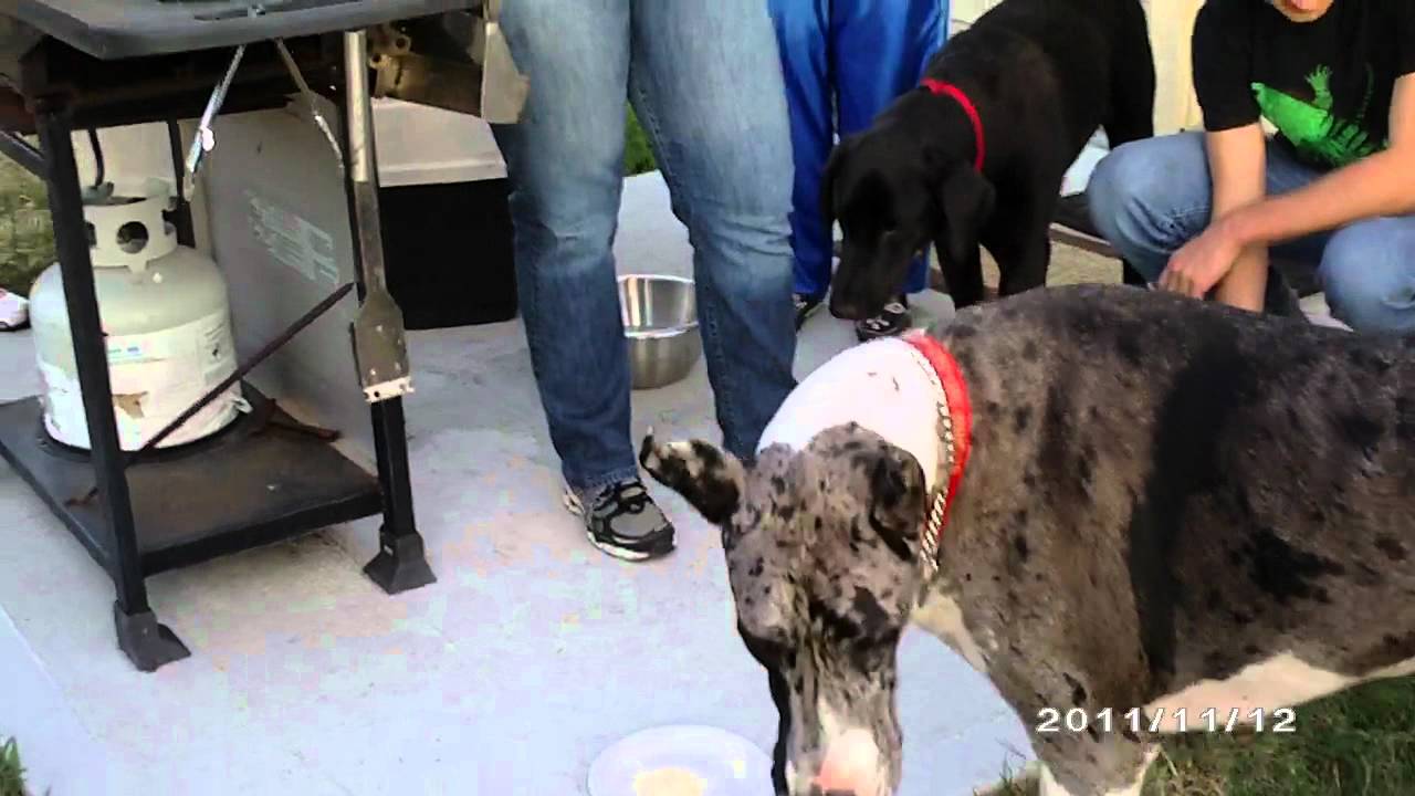 Zach's Birffday Partee! My Zach dog is 4 today! - YouTube