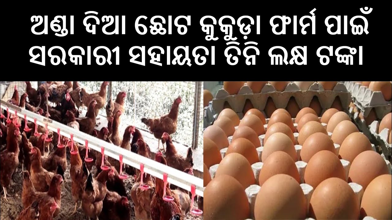 ଅଣ୍ଡା ଦିଆ ଛୋଟ କୁକୁଡ଼ା ଫାର୍ମ ପାଇଁ ସରକାରୀ ସହାୟତା, Small scale layer ...