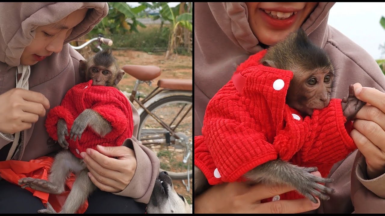 Baby monkey Nahu was happy and excited when he saw Huong coming back ...