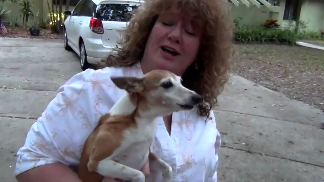 🐶 Funny singing DOG 🐶 America got DOG Talent 😇 singing Puppy - YouTube