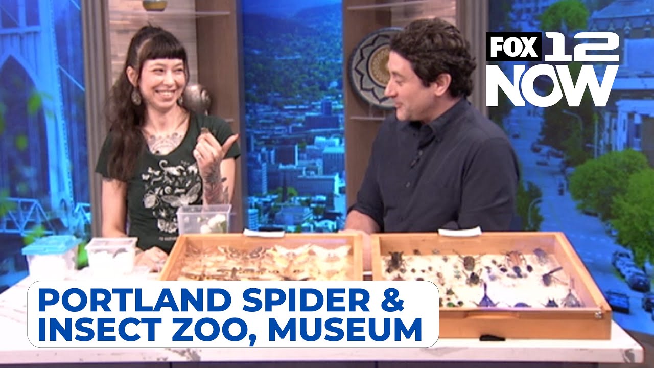 LIVE: Portland Insectarium is spider & insect zoo, museum - YouTube