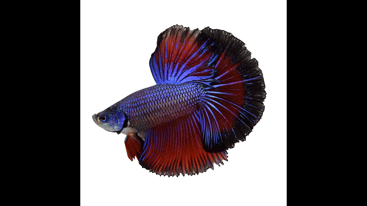 Betta fish love story - YouTube