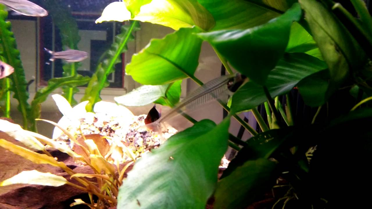 Ghost Glass Cat(Kryptopterus bicirrhis, ryba ,, duch,,, 60L tank ...