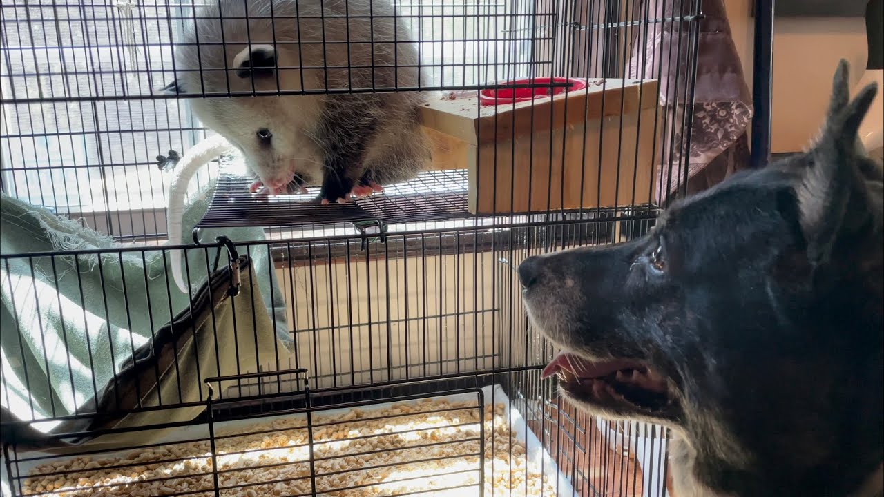 Dog vs Dog over Possum BF - YouTube