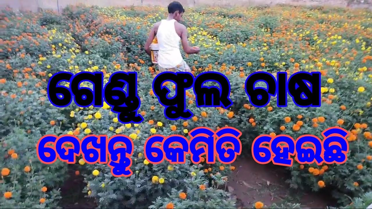 Gendu Fula Chasa Kekhantu Kemiti Karibe Jane Chasi Kariki Safal ...