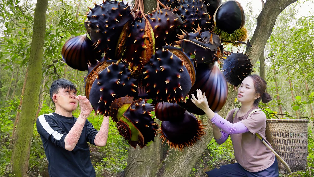 Harvesting The World's Rare Chestnuts Goes To Market Sell | How to make ...