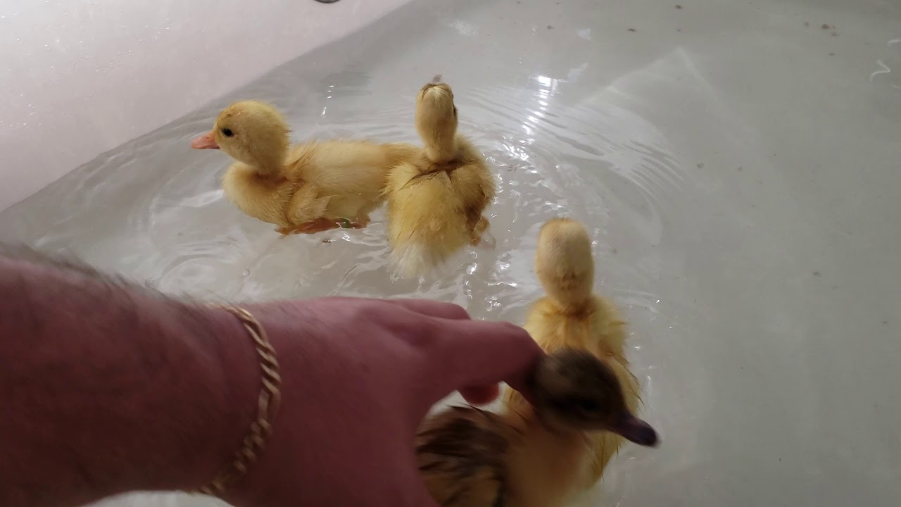 3 day old ducklings first swim - YouTube