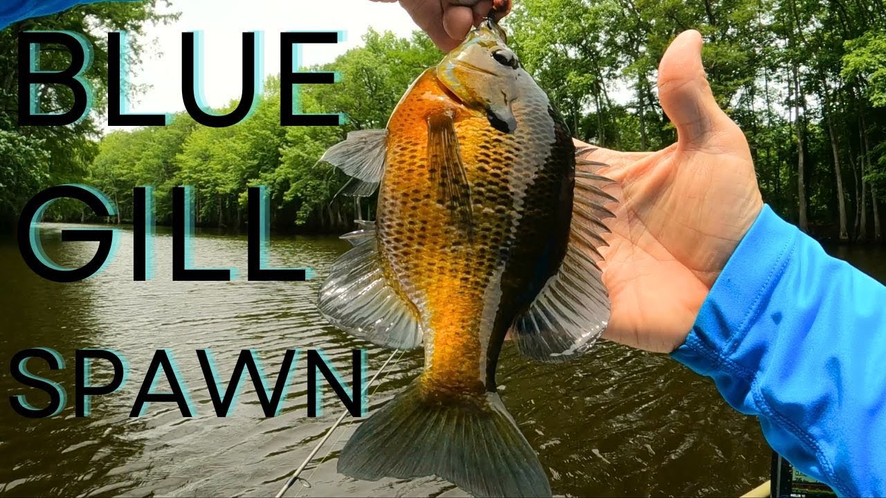 Summer bluegill spawning tips - Bream fishing shallow and deep - YouTube
