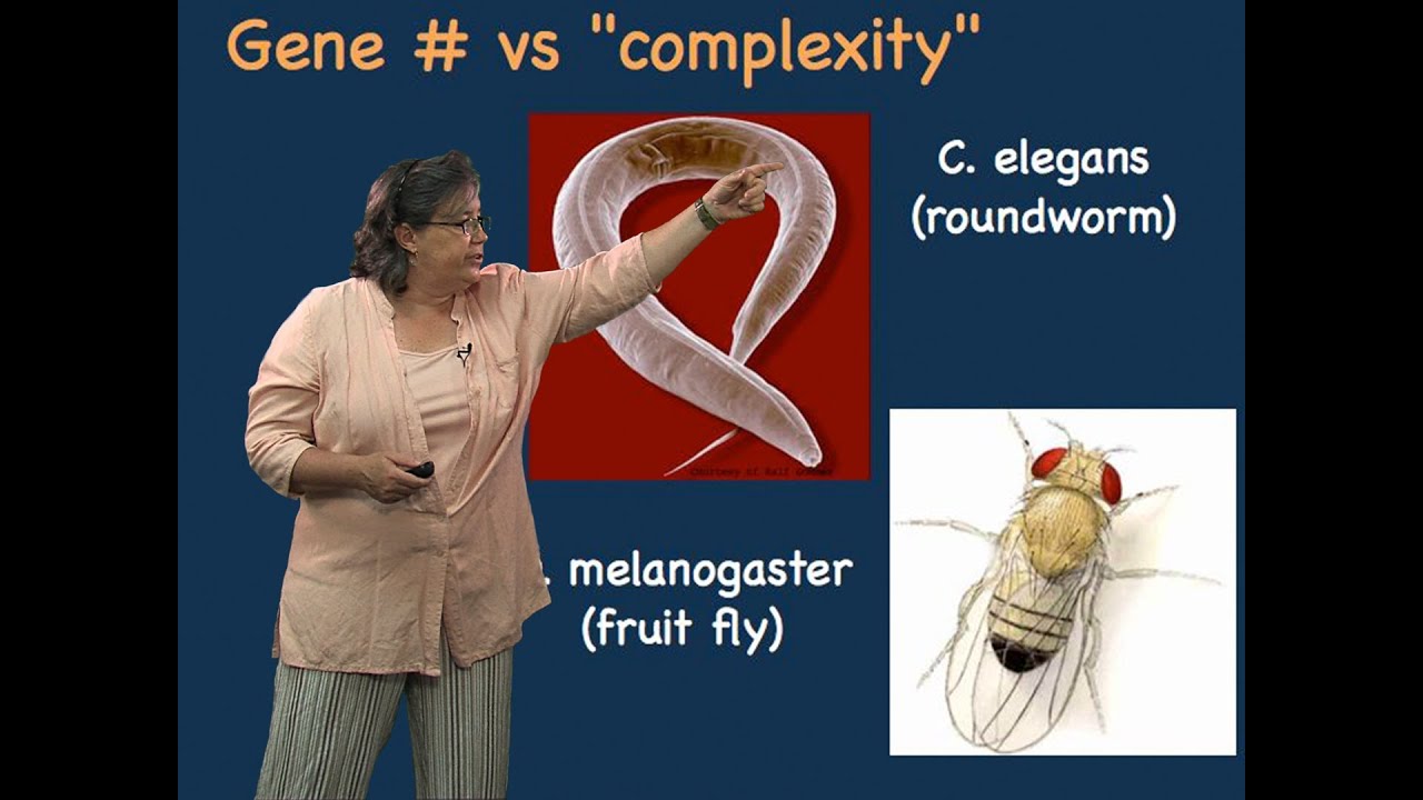 Melissa Moore (U. Mass/HHMI) Part 1: Split Genes and RNA Splicing - YouTube