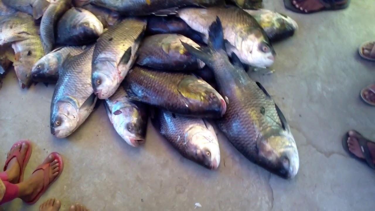 How catch Big Fish Amazon - YouTube