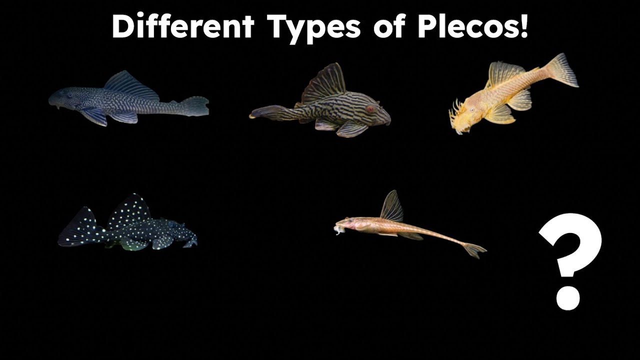 Types of Plecos | Hook On - YouTube