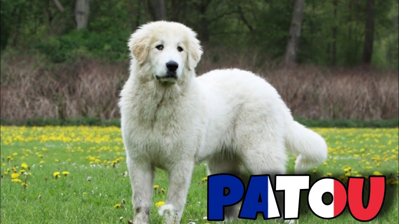 Le Patou : Éducation, comportement, caractère, santé et histoire 🤔 ...