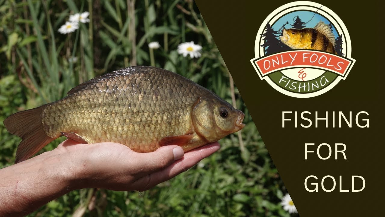 FISHING FOR GOLD. CRUCIAN AND TENCH FISHING - YouTube