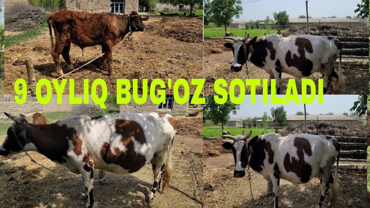 SAMARQAND VILOYATI PASTDARG'OM BURGANI QISHLOG' BUG'OZ SOTILADI VA ...