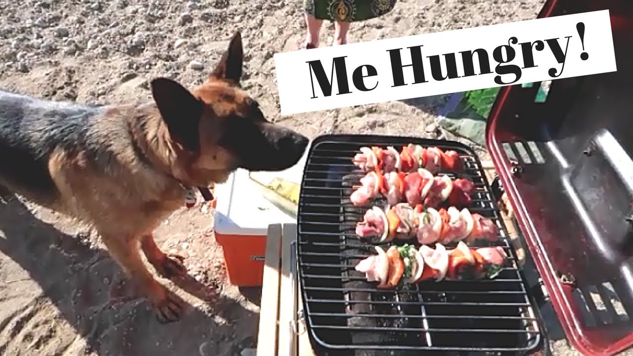 COOKOUT WITH THE PETS - YouTube