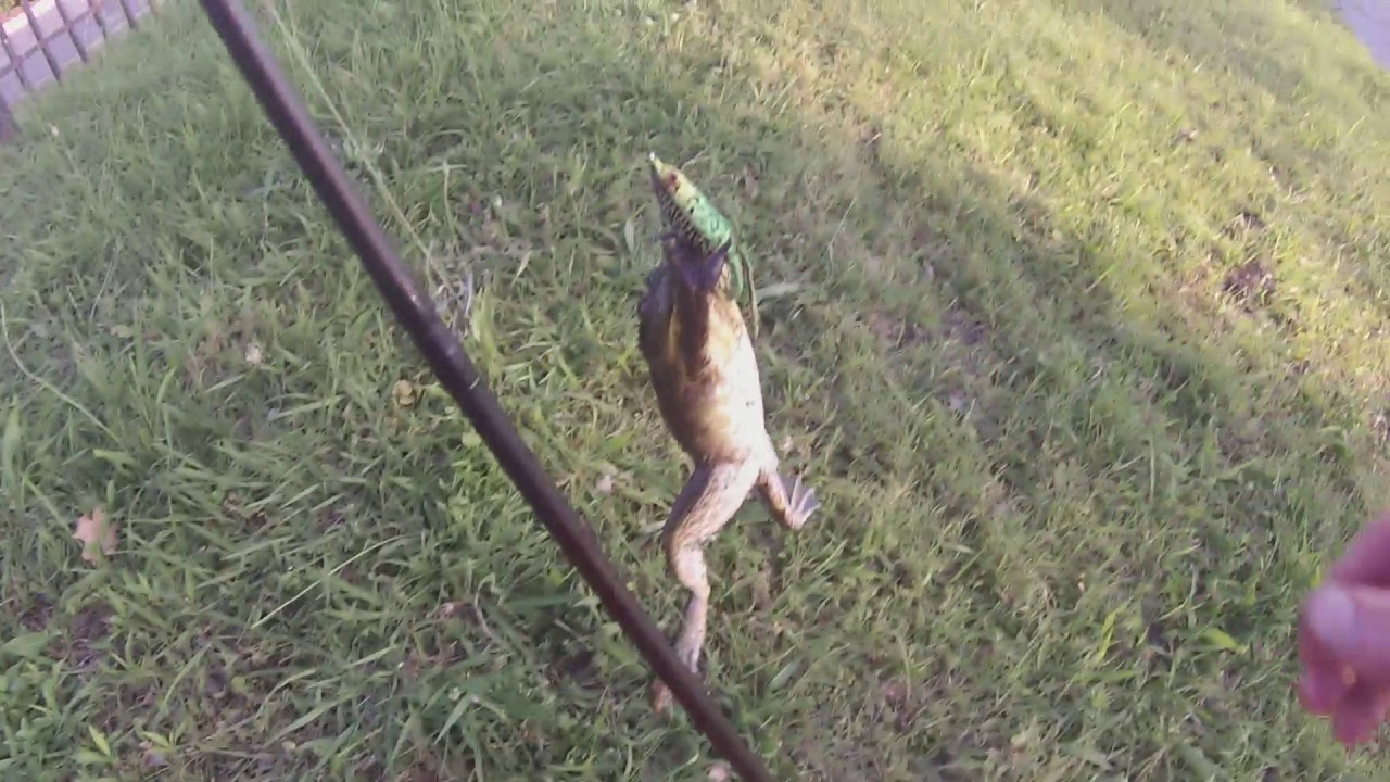 Catching Bull Frogs On Frogs??? - YouTube