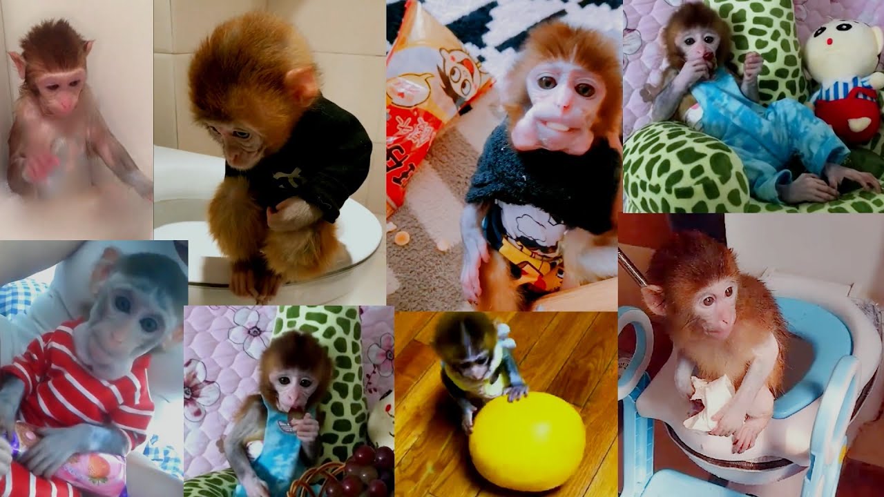 The smartest monkey video collection in the world -Try not to laugh ...
