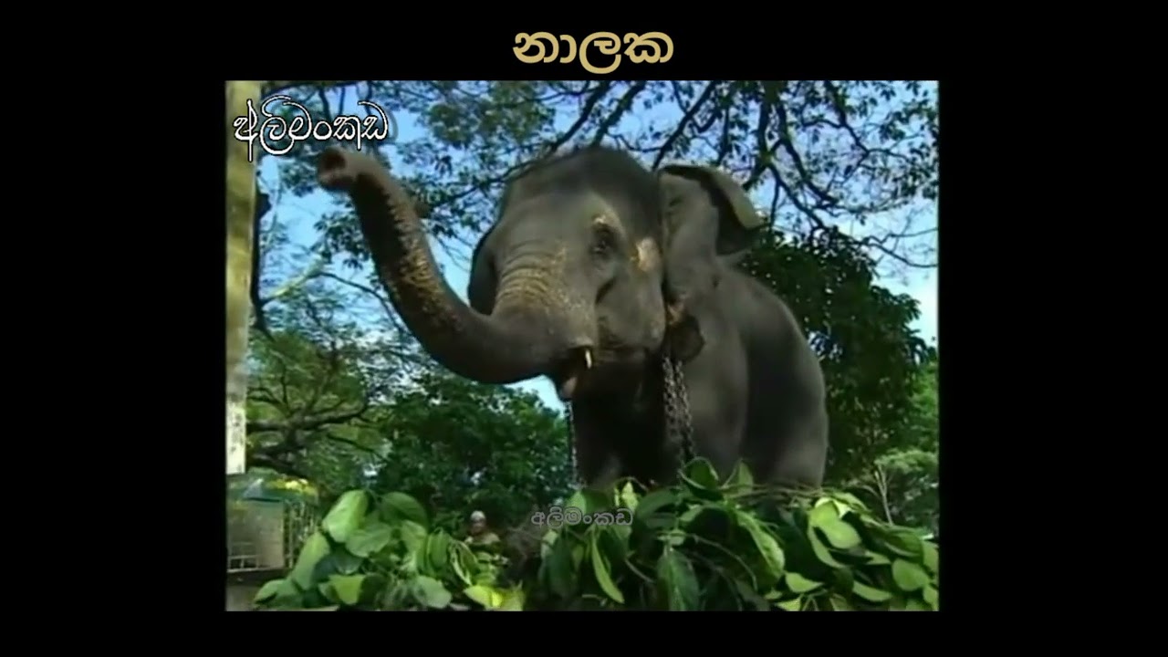 indi raja,kaveri raja,jana janaraja,thel kekuna,nalaka,wewaladeniya ...