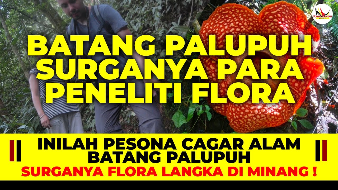 INILAH PESONA CAGAR ALAM BATANG PALUPUH SURGANYA FLORA LANGKA DI MINANG ...