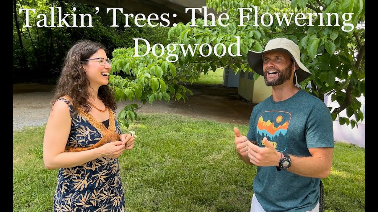 Talkin' Trees: Flowering Dogwood - YouTube