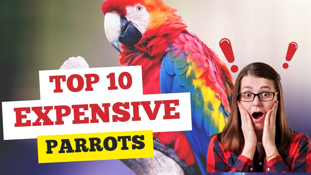 10 Most Expensive Parrots | Expensive Birds #youtube #parrot #viral # ...