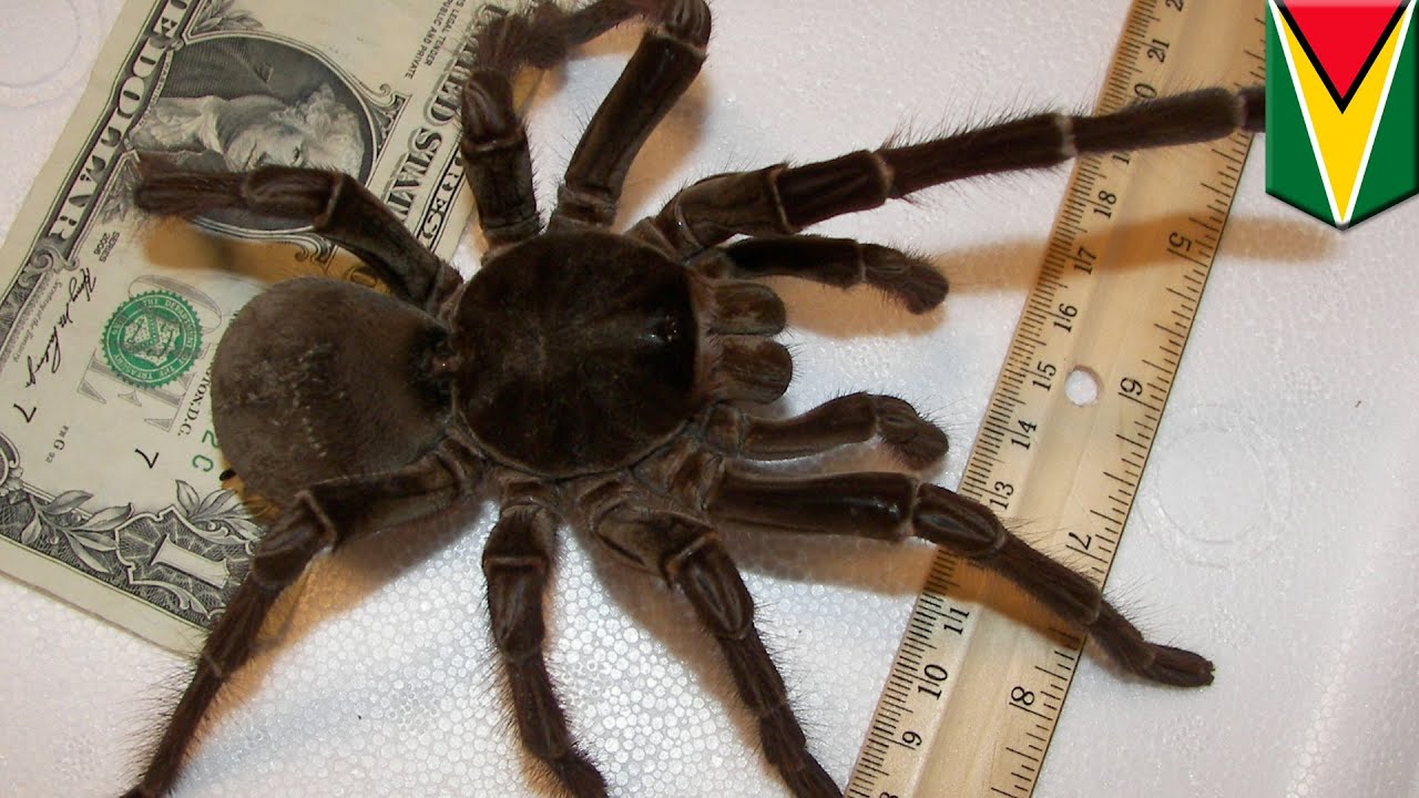 L'araignée Goliath, ou mygale de Leblond, est aussi grosse qu'un chiot ...