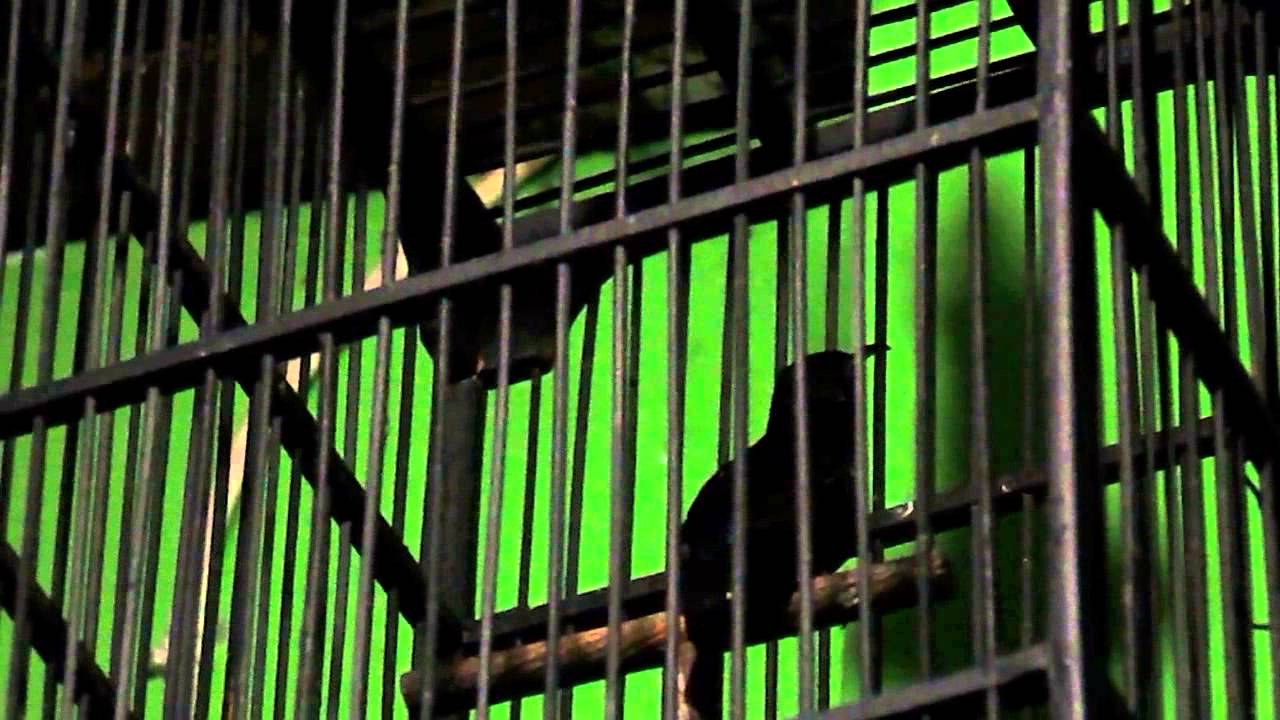 colibri ninja growet gacor hovering - YouTube