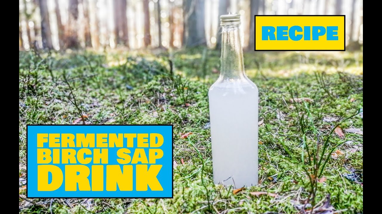 How to Make Fermented Birch Sap Drink – Easy Outdoor Drinks - YouTube