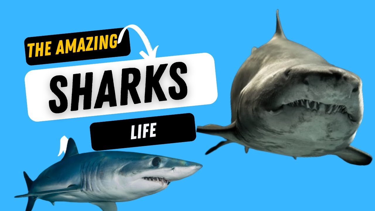 The Secret Life of Sharks - YouTube
