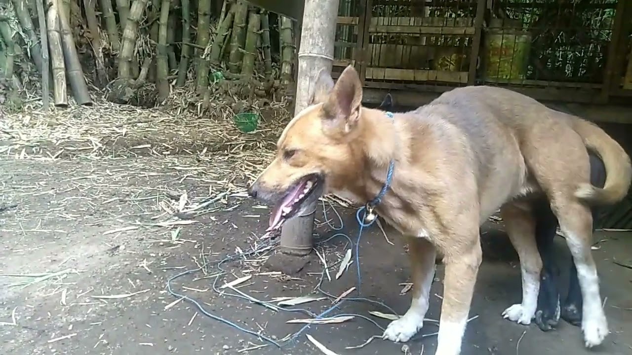 PERKAWINAN ANJING || ANJING SEDANG KAWIN - YouTube