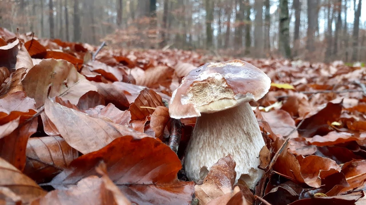 Grzyby jadalne w listopadzie. Borowiki szlachetne, borowiki oprószone ...