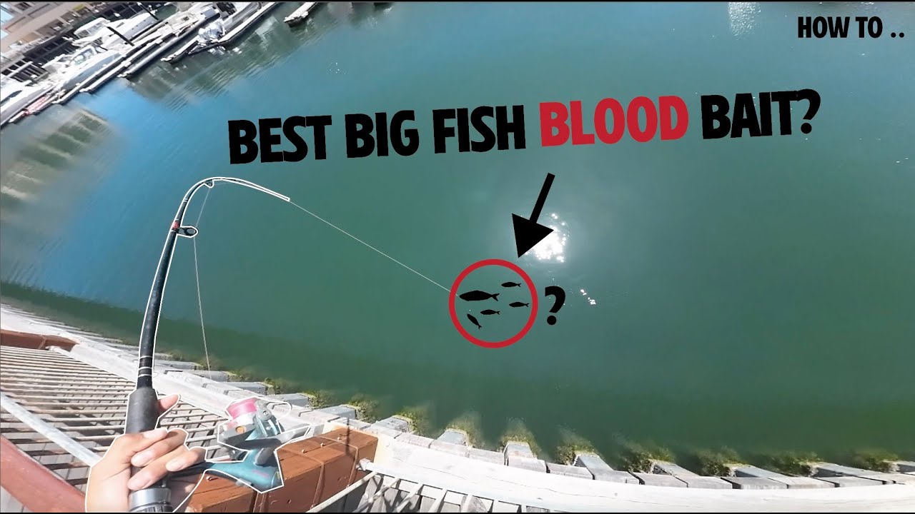 Fishing For The Best Big Fish Blood Bait!! | Glenelg Marina South ...