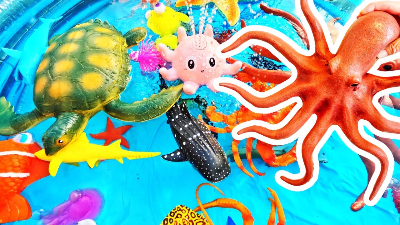 Learn Sea Animal Names with the Octopus Fountain: Turtle Dolphin Eel ...