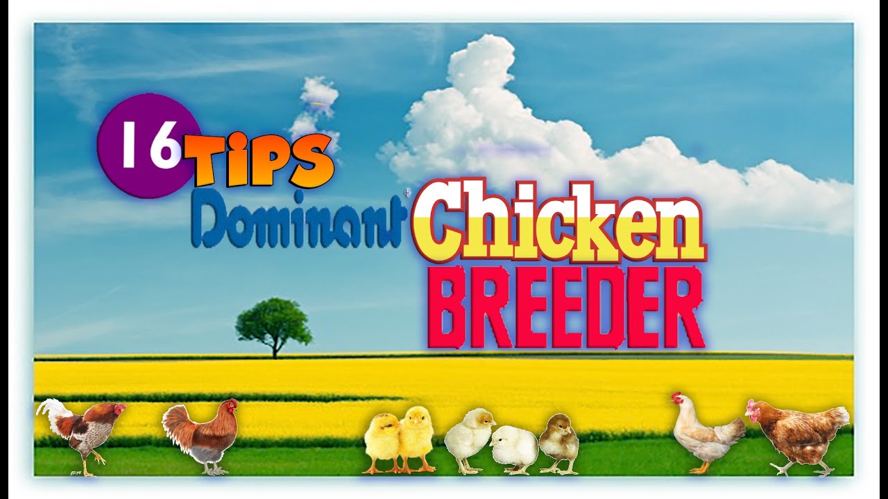 Top 16 Tips Dominant Chicken Breeders - YouTube